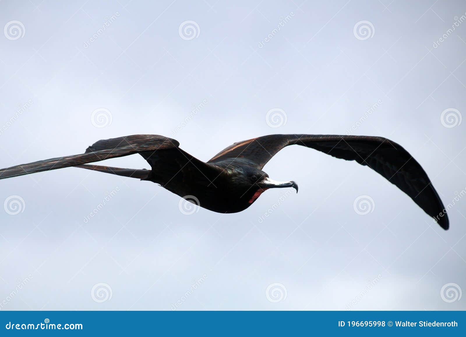 Frigate Bird in Flight in the Air Stock Photo - Image of animal ...