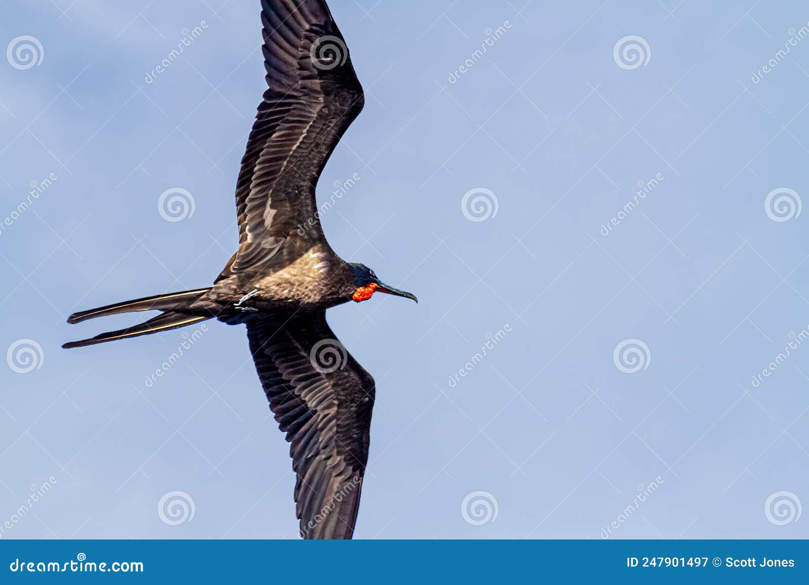 Frigate Bird in Flight stock image. Image of ecuador - 247901497