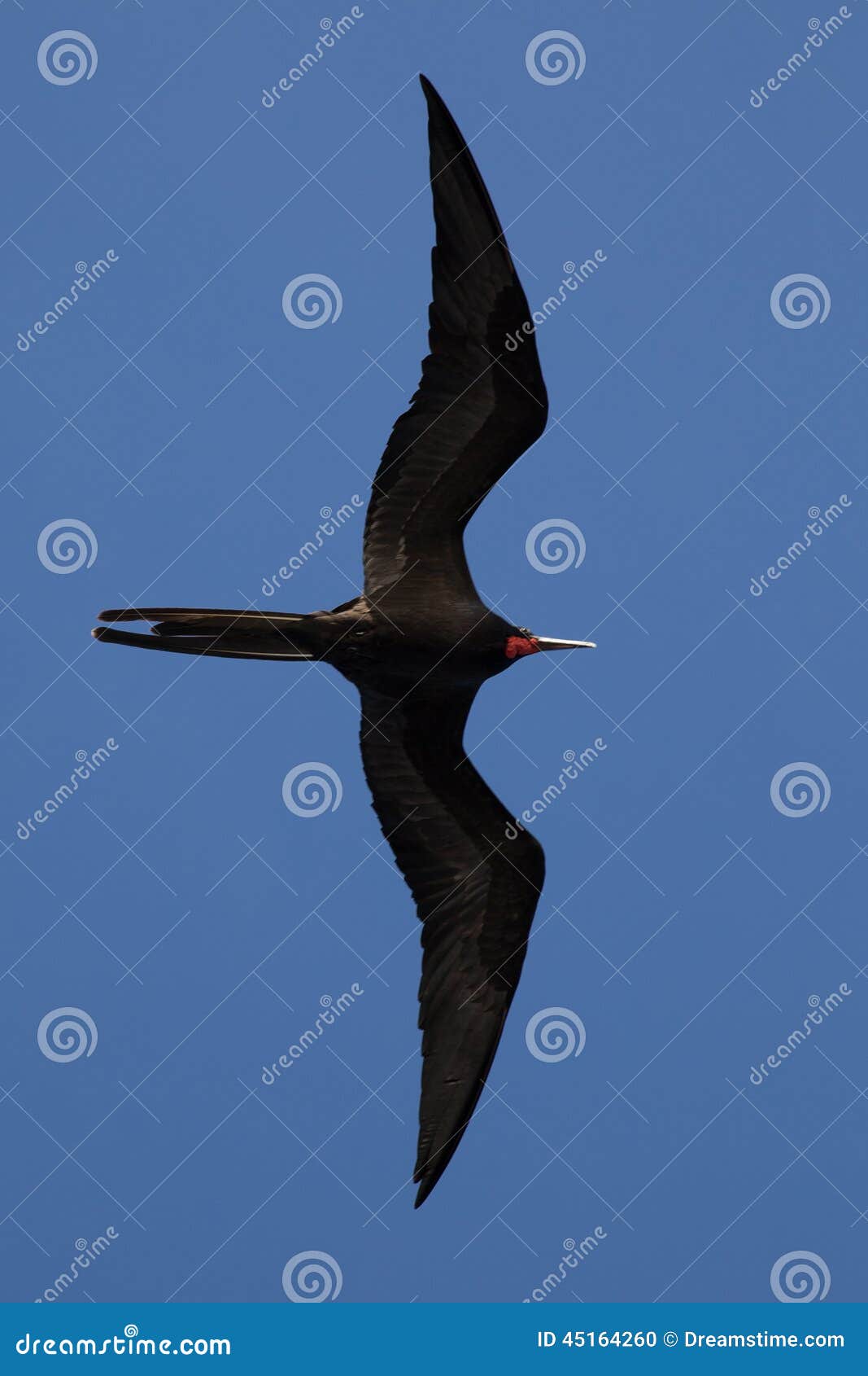Frigate Bird in Full Flight Stock Photo - Image of flight, flying: 45164260