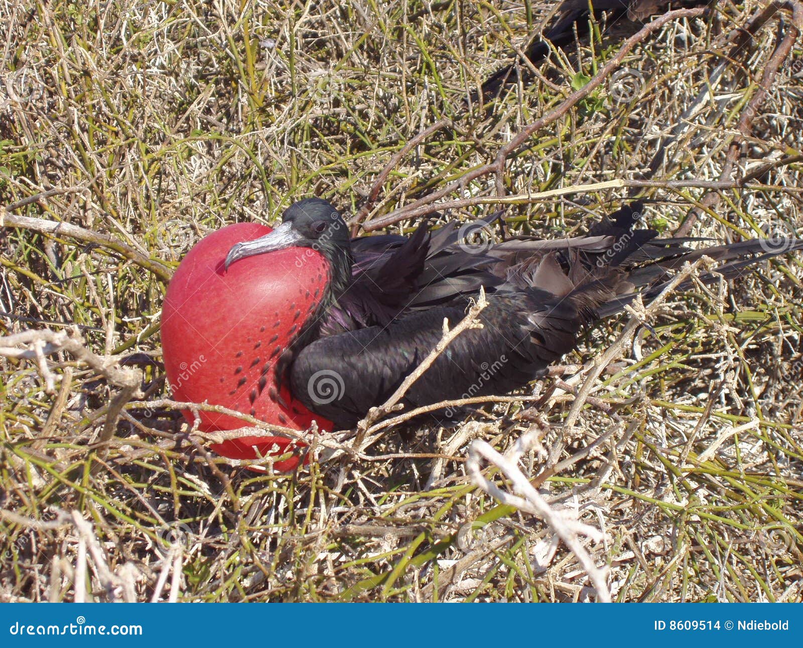 Frigate Bird Stock Photography | CartoonDealer.com #6264620