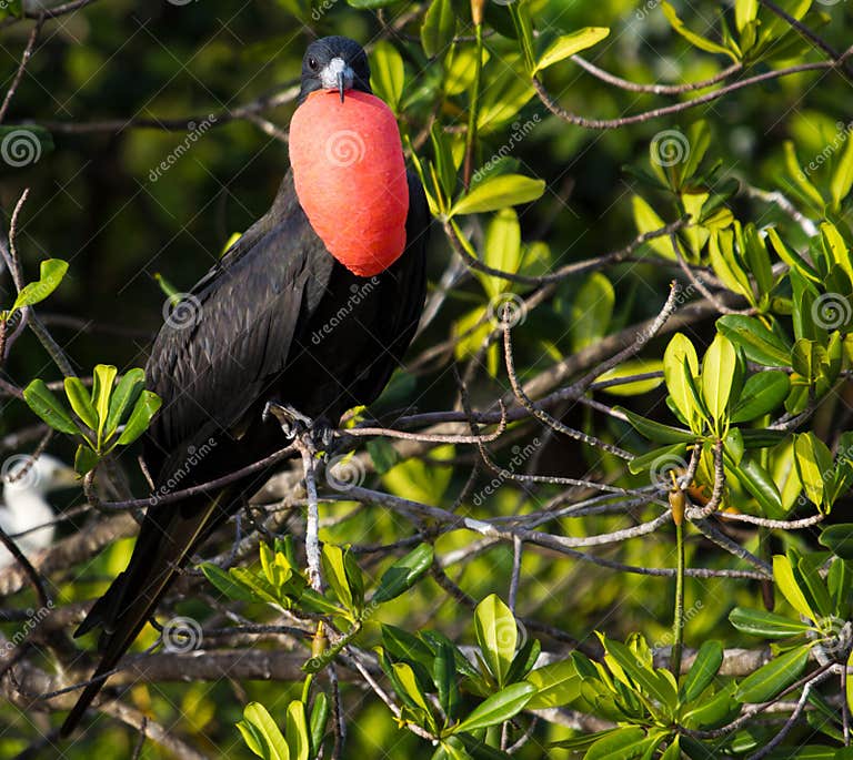 Frigate Bird Stare stock photo. Image of animal, fauna - 20953978