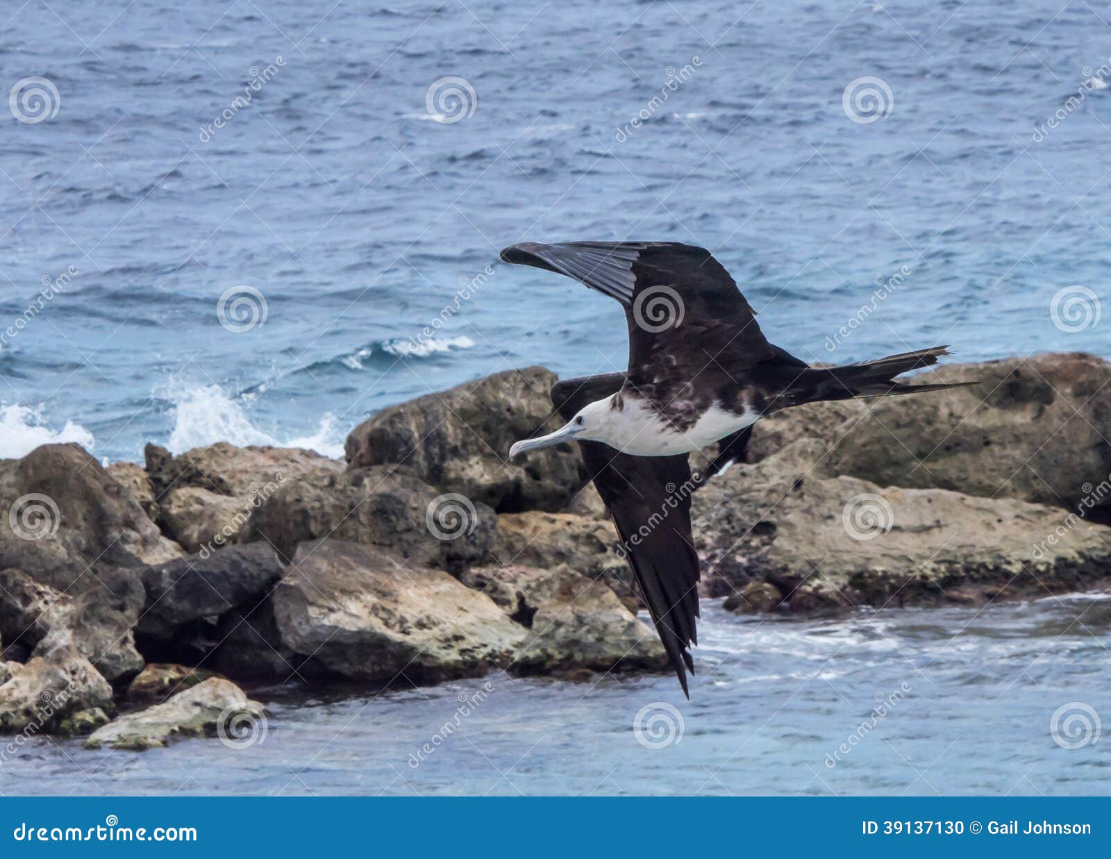 Frigate Birds stock photo. Image of ocean, caribbean - 39137130