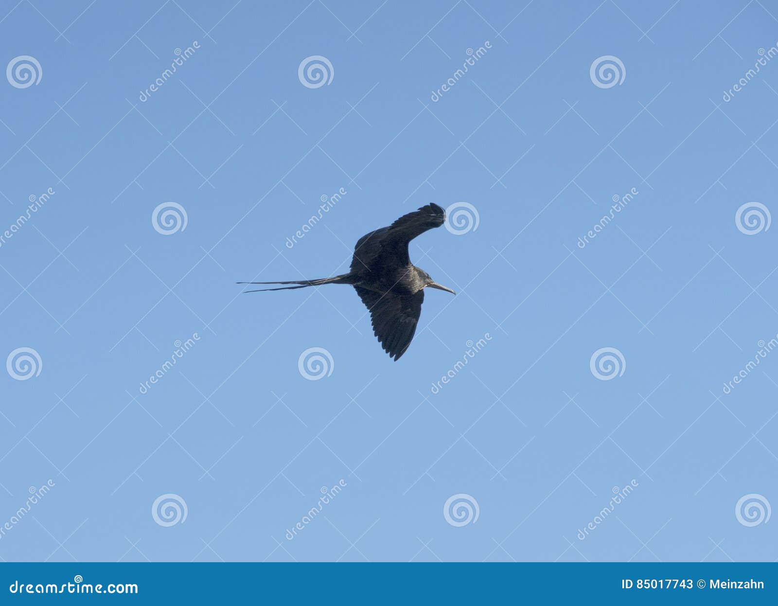 FRIGATEBIRD Flying Over Beautiful Blue Sky Stock Image - Image of ...
