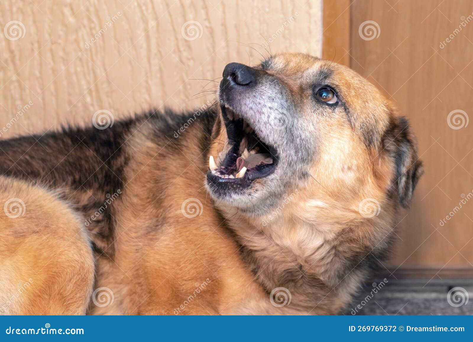 A Frightened Aggressive Dog Barks at Its Opponent Stock Photo - Image ...