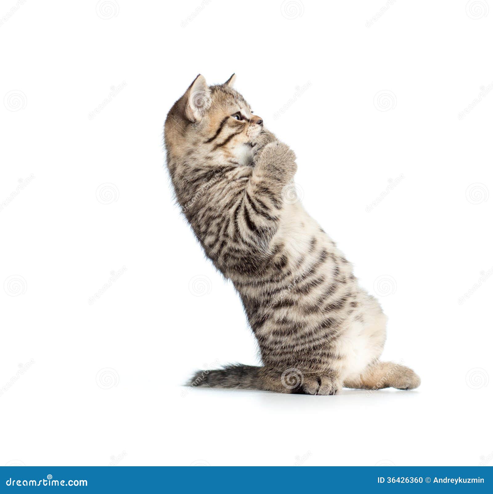 Kitten Standing Up