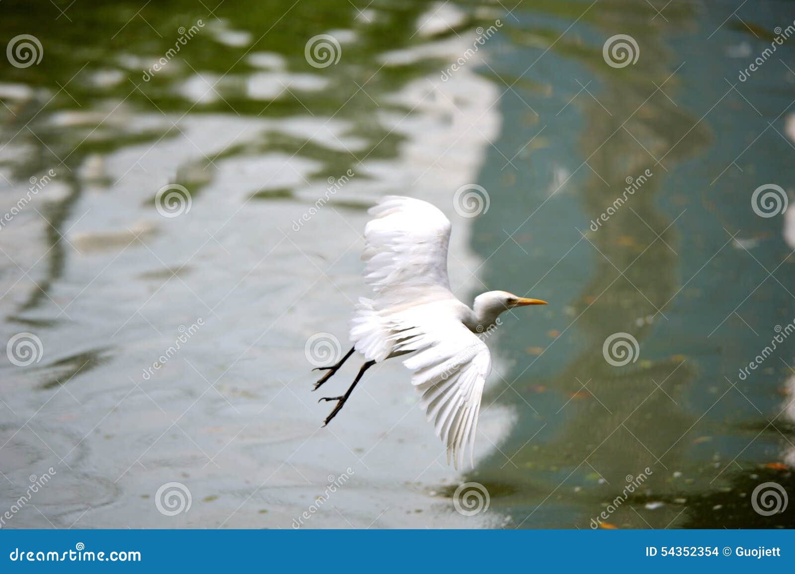 Frightened Bird stock photo. Image of outdoors, holidays - 54352354