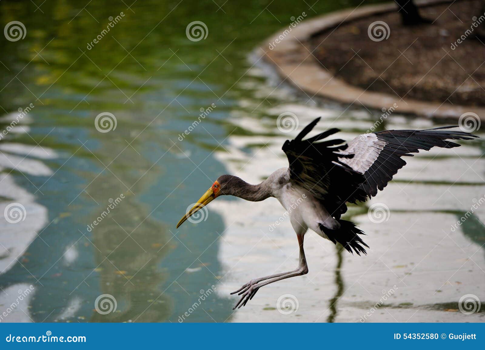 Frightened Bird stock photo. Image of flamingo, pure - 54352580