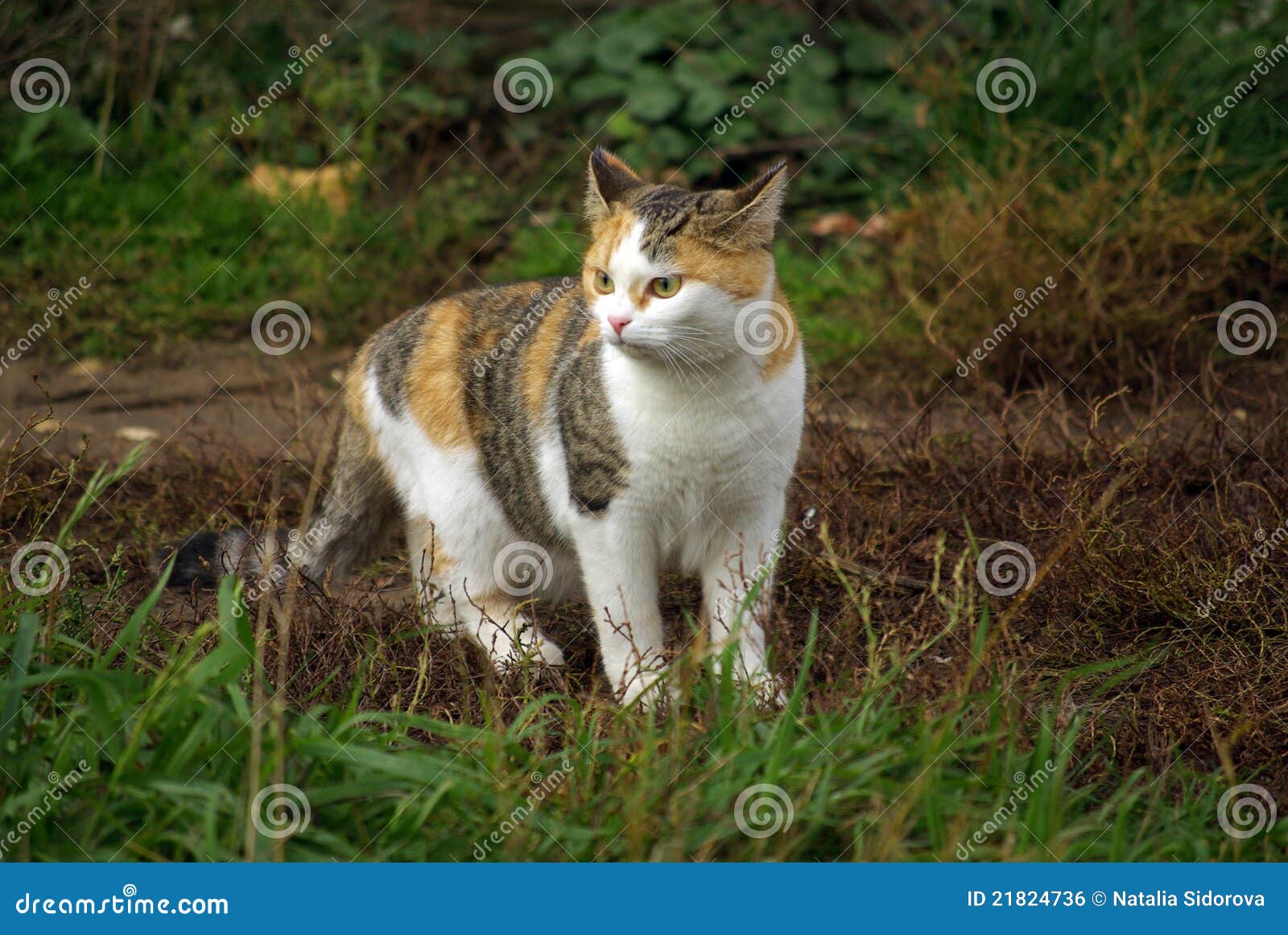 Frightened cat stock photo. Image of white, walking, favorite - 21824736