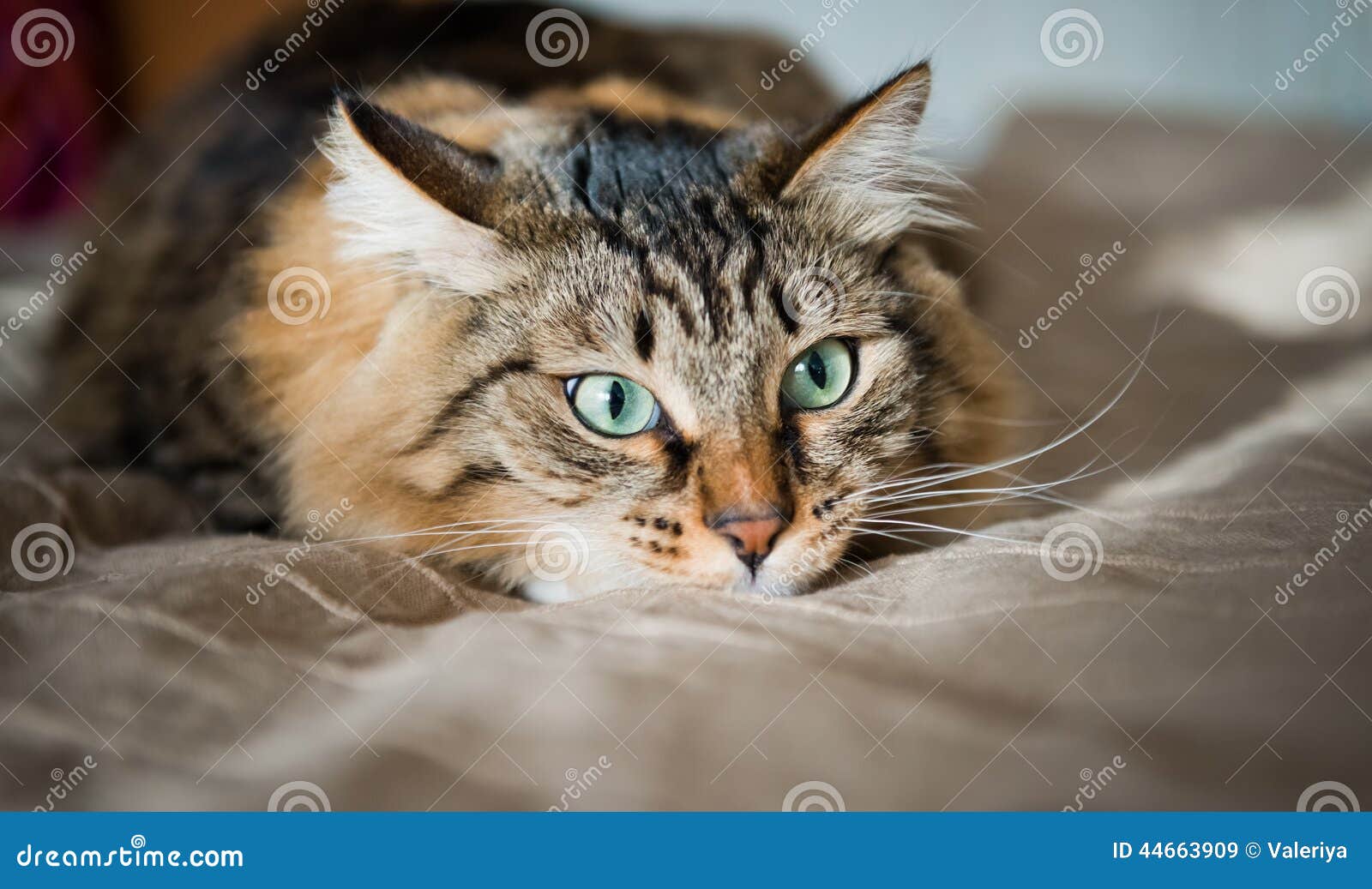 Frightened cat stock image. Image of kitten, domestic - 44663909