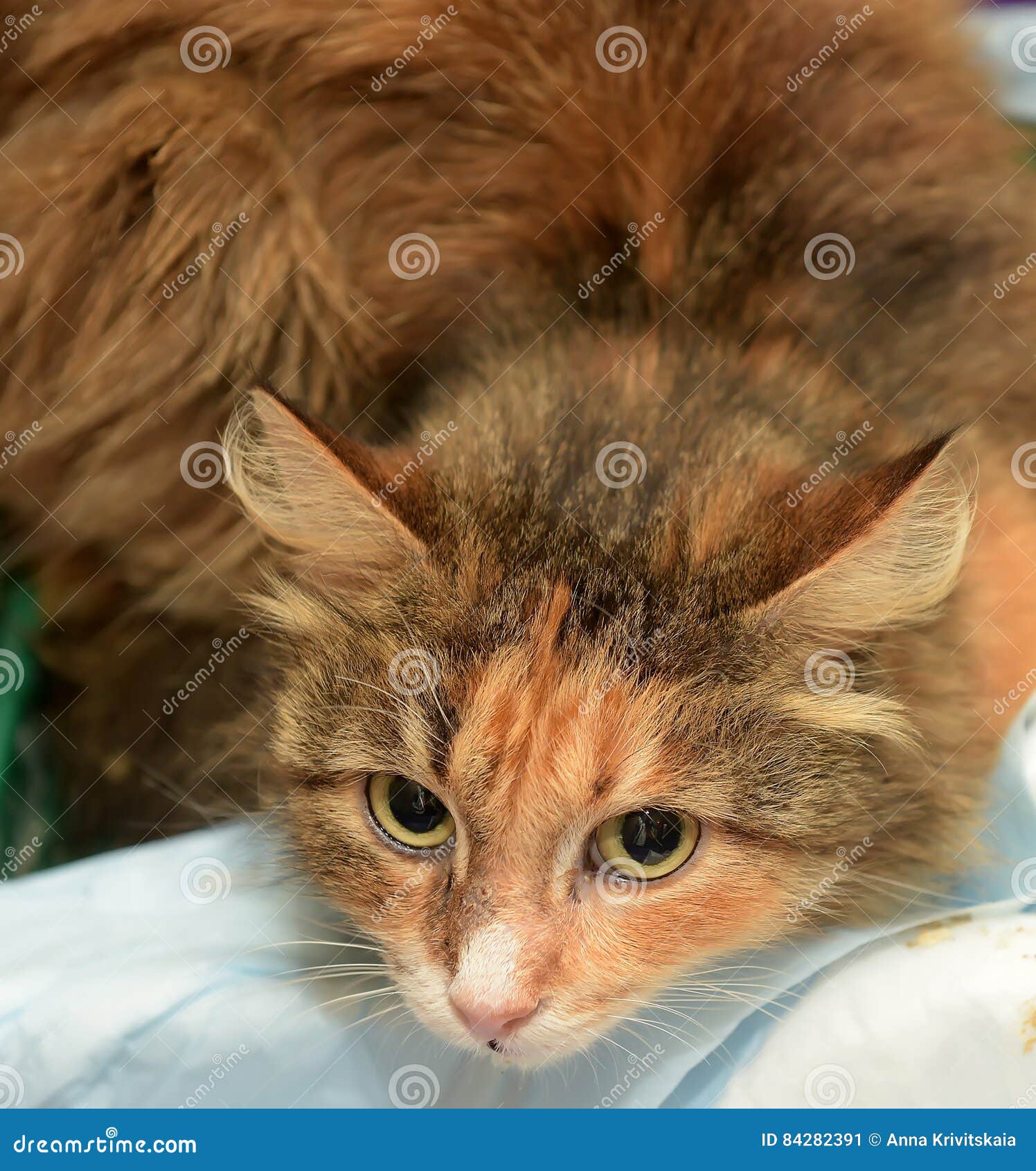 Frightened cat stock image. Image of fuzzy, convict, eyes - 84282391