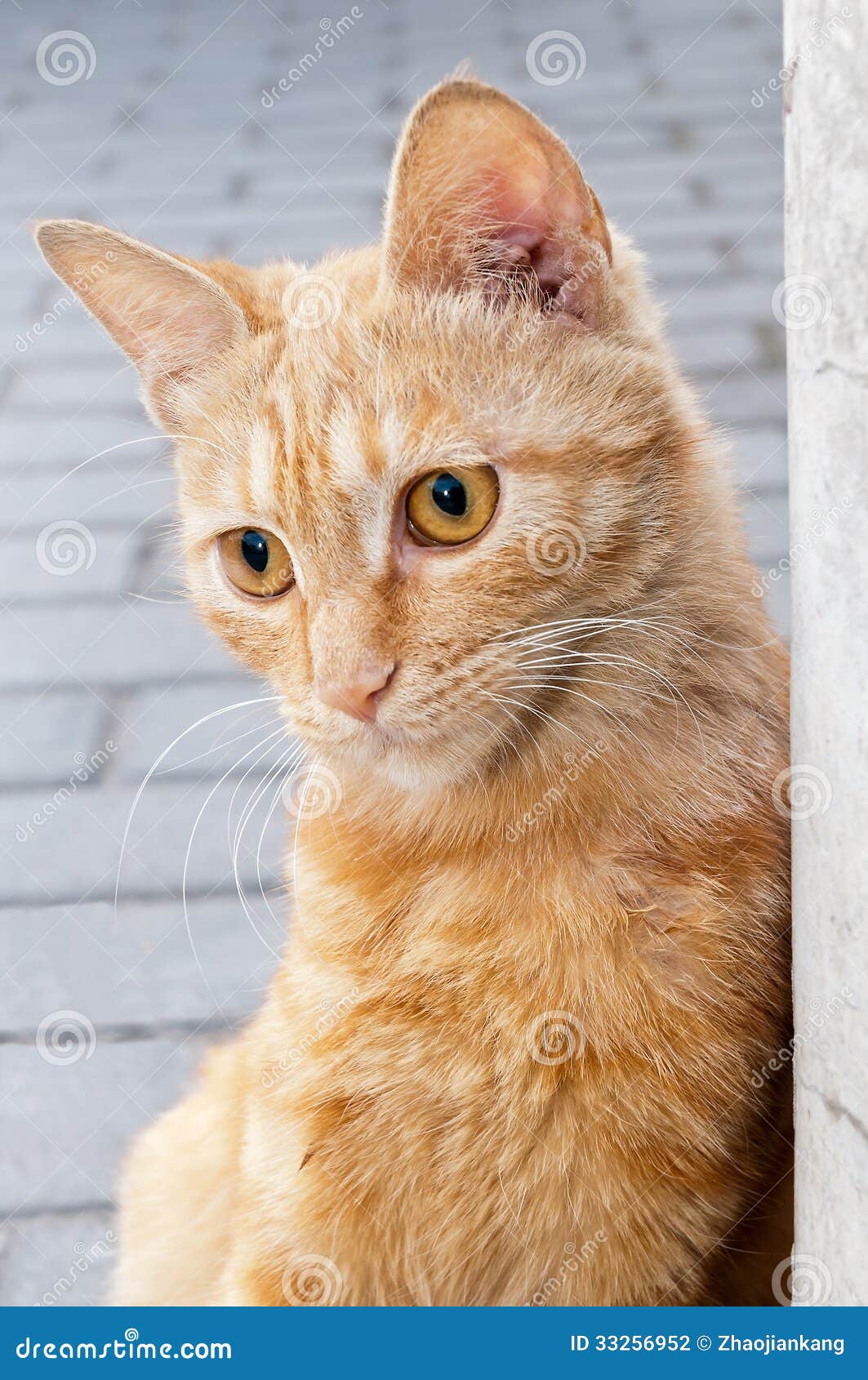 Frightened cat stock photo. Image of alert, long, mammals - 33256952