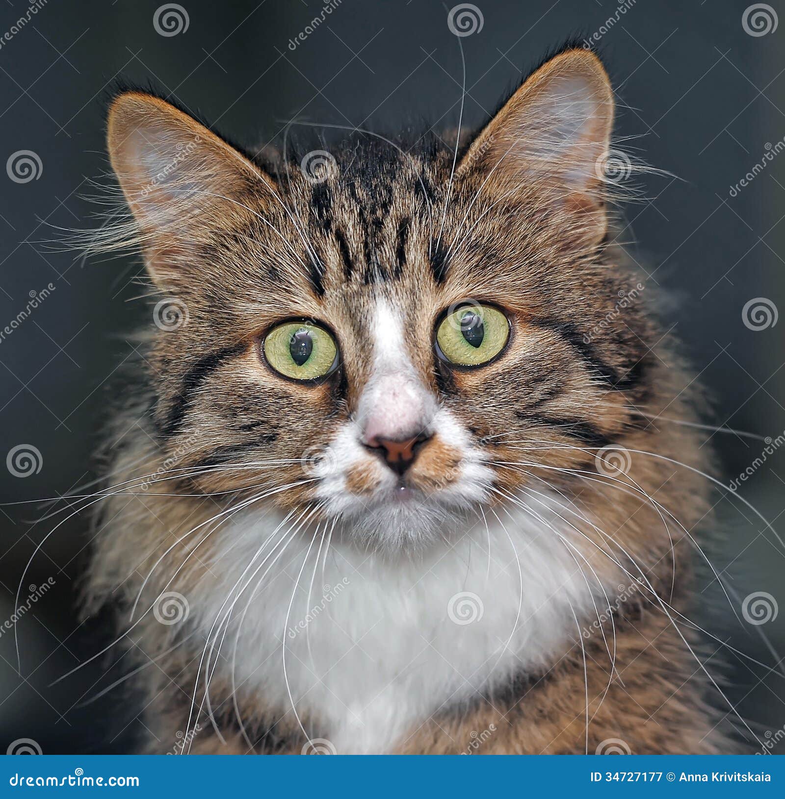 Frightened cat stock image. Image of peeping, head, looking - 34727177
