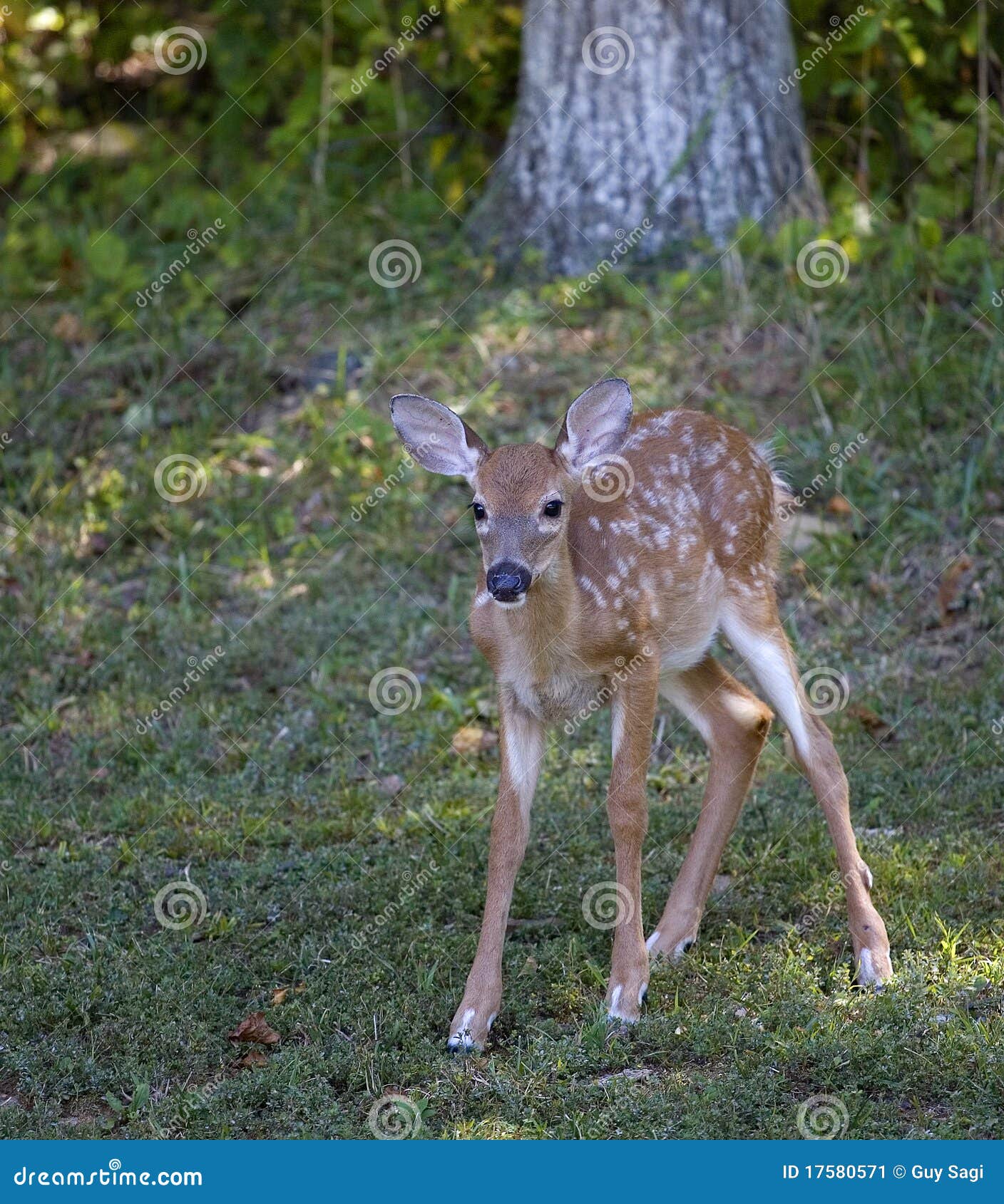 Frightened fawn stock image. Image of forest, fawn, spots - 17580571