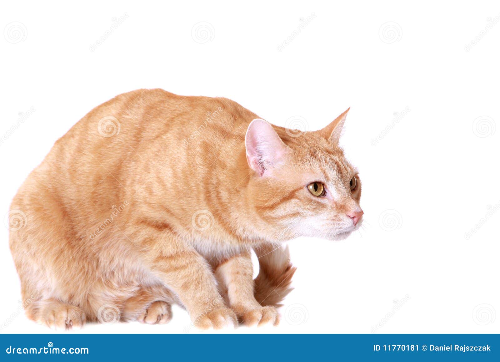 The frightened ginger cat stock image. Image of domestic - 11770181