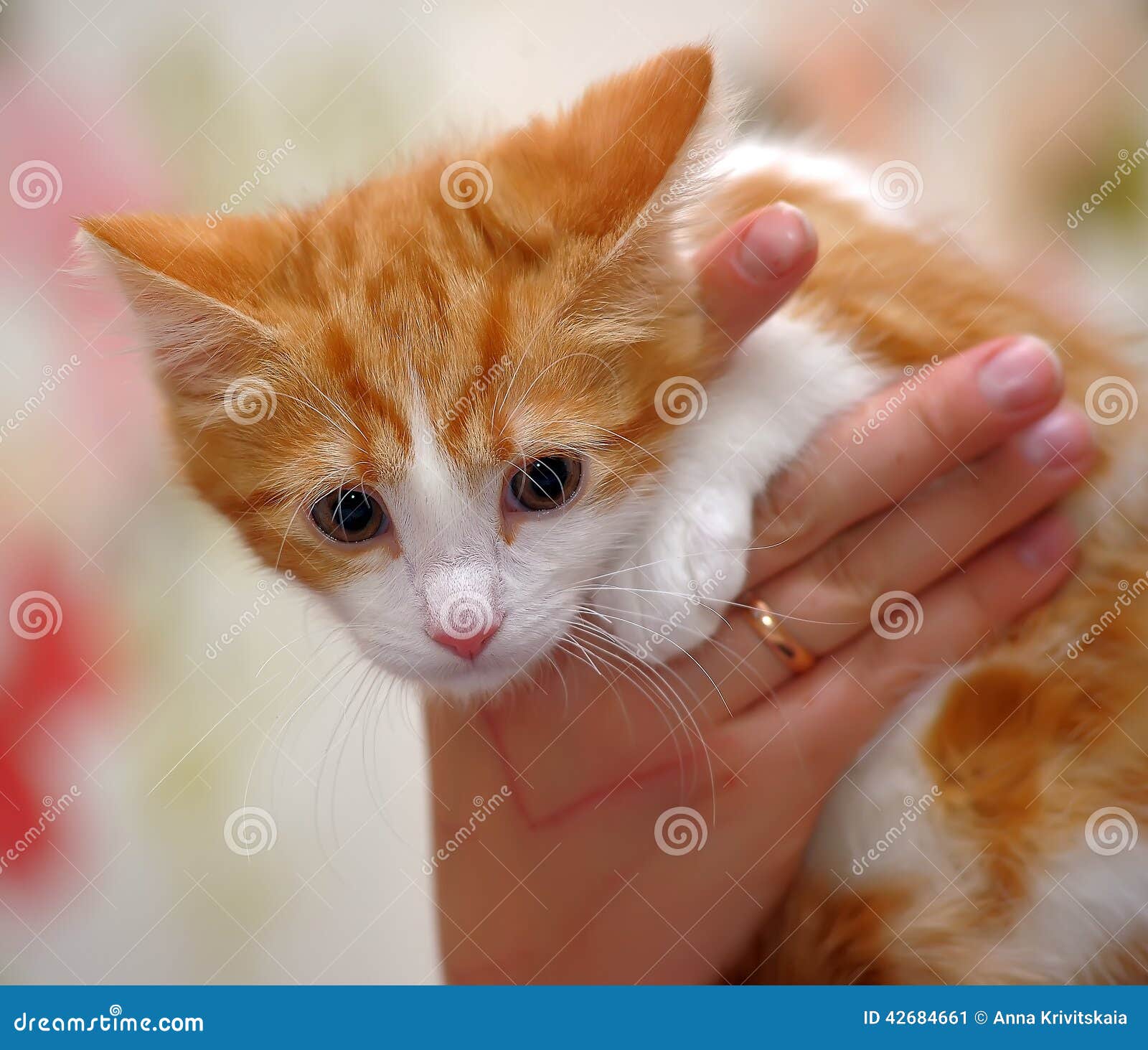 Frightened ginger kitten stock image. Image of animal - 42684661