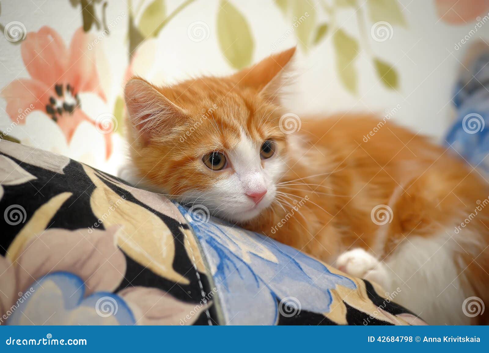 Frightened ginger kitten stock photo. Image of puss, domestic - 42684798