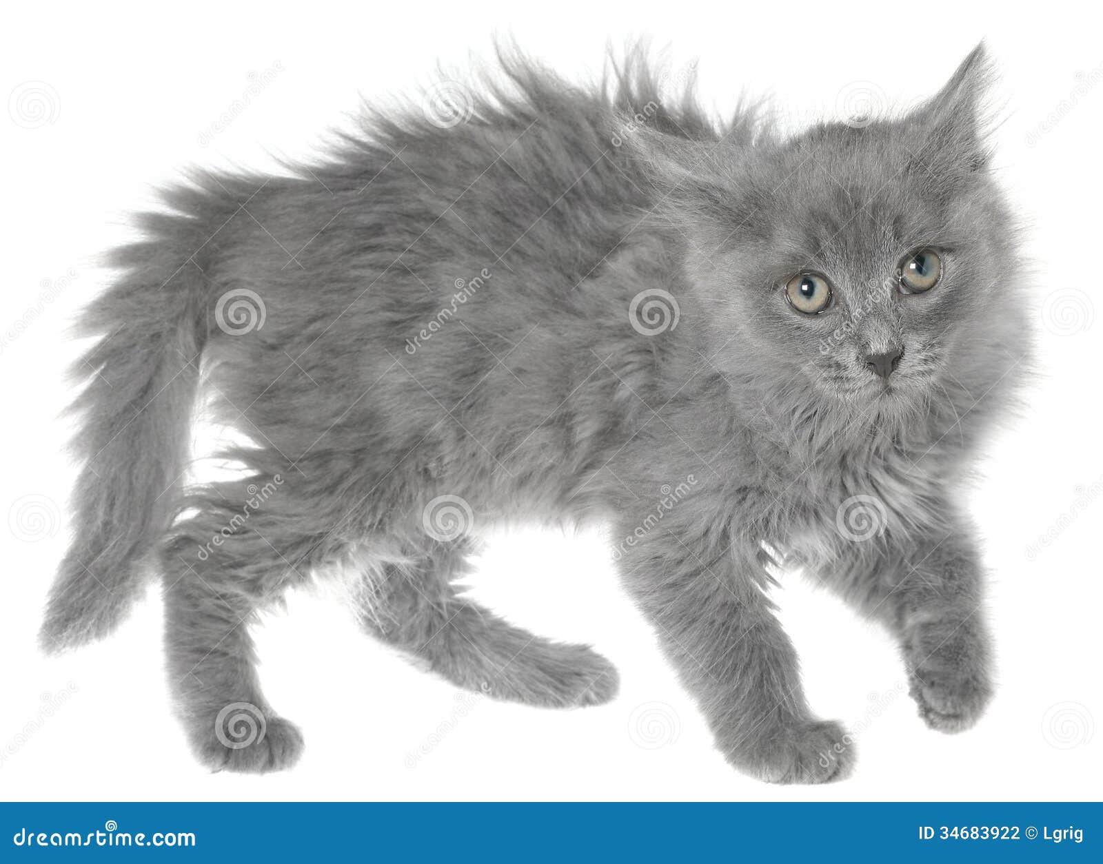 Frightened Gray Kitten Isolated Stock Photo - Image of longhaired ...