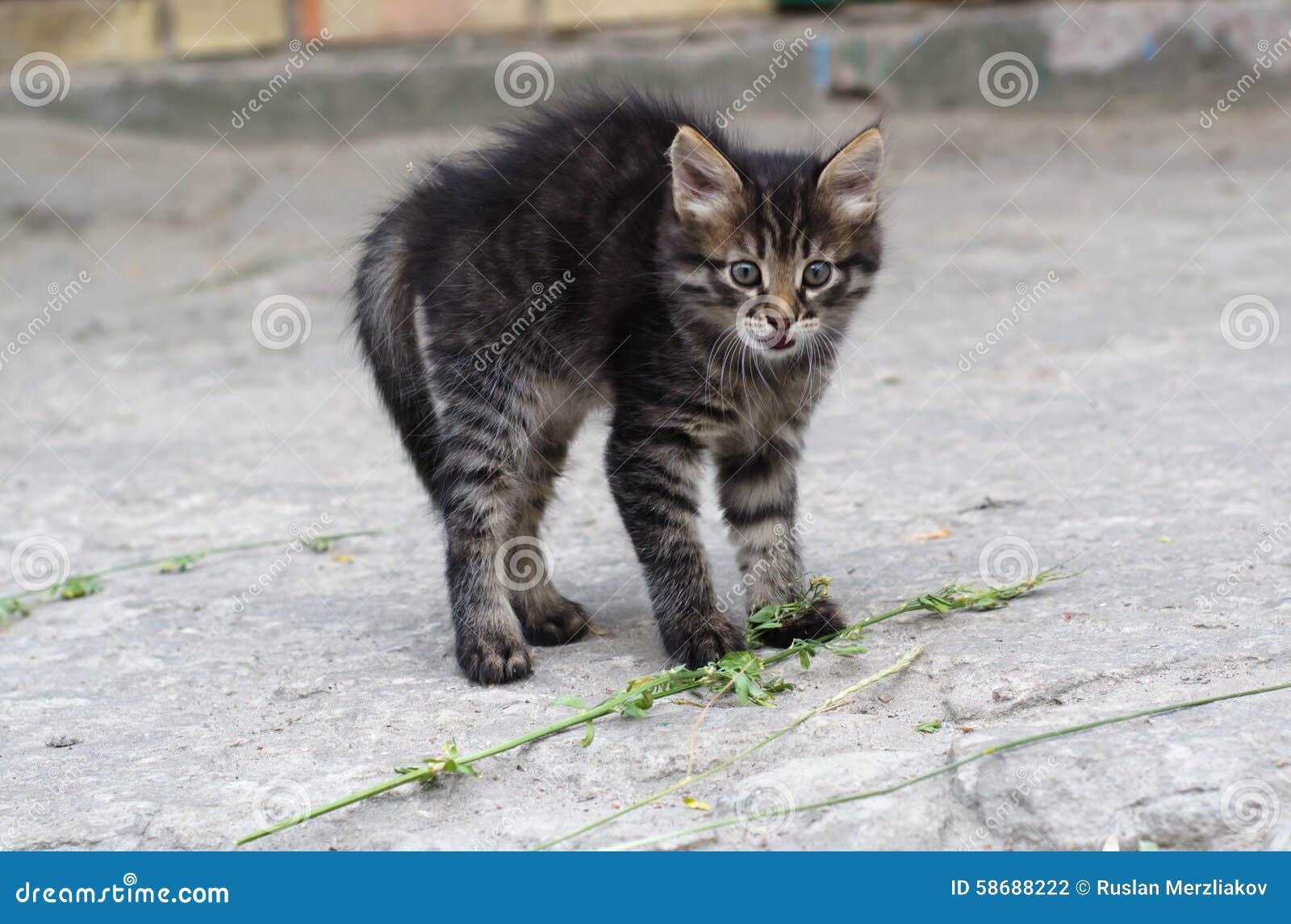 Frightened gray kitten stock photo. Image of ideas, baby - 58688222