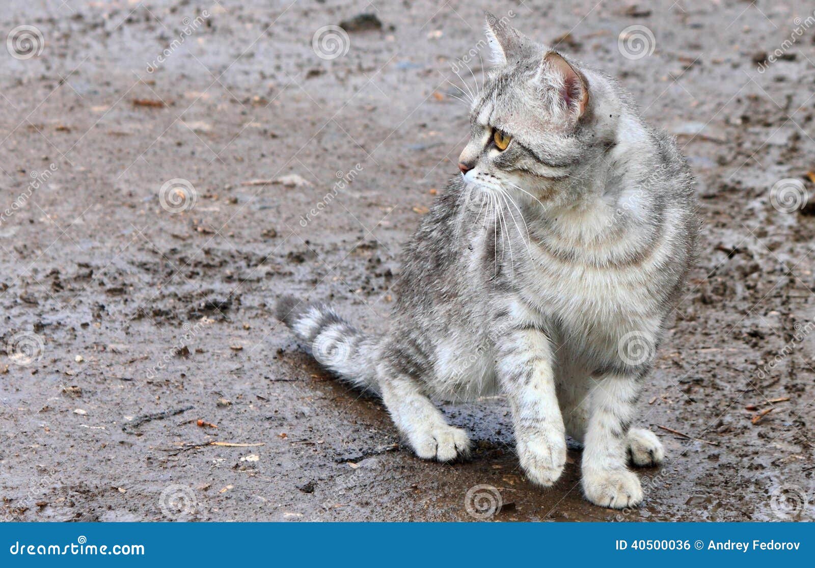Frightened grey kitten stock photo. Image of grey, emotion - 40500036