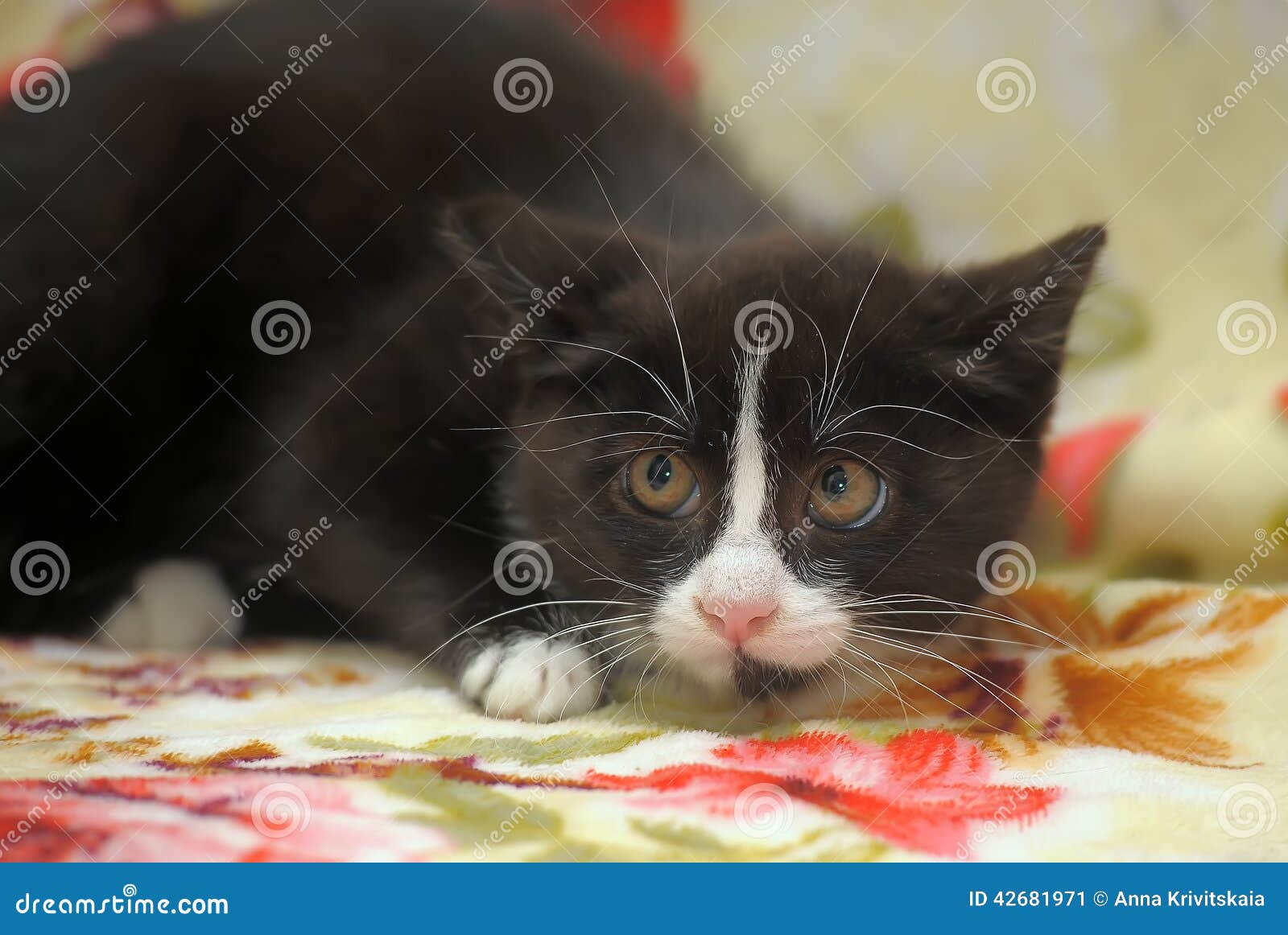 Frightened kitten stock image. Image of animals, blue - 42681971