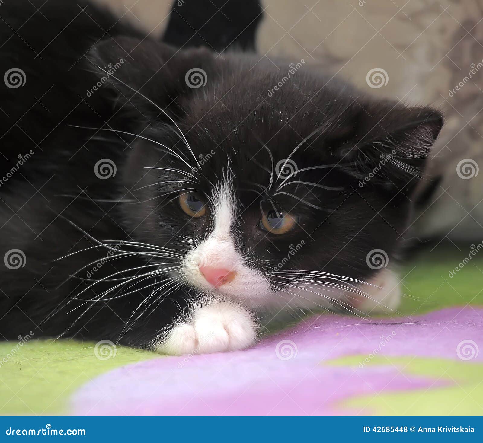 Frightened kitten stock photo. Image of animal, beauty - 42685448