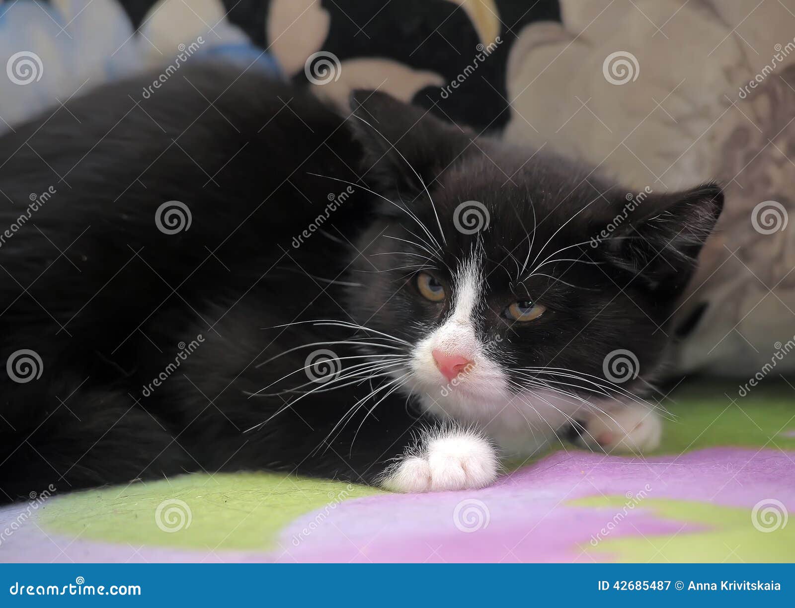 Frightened kitten stock image. Image of british, bright - 42685487