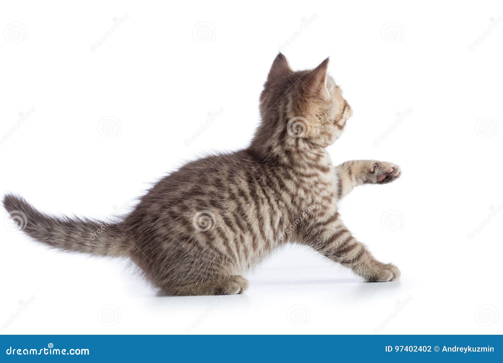 Frightened Kitten Cat Rear or Back View Stock Photo - Image of pedigree ...