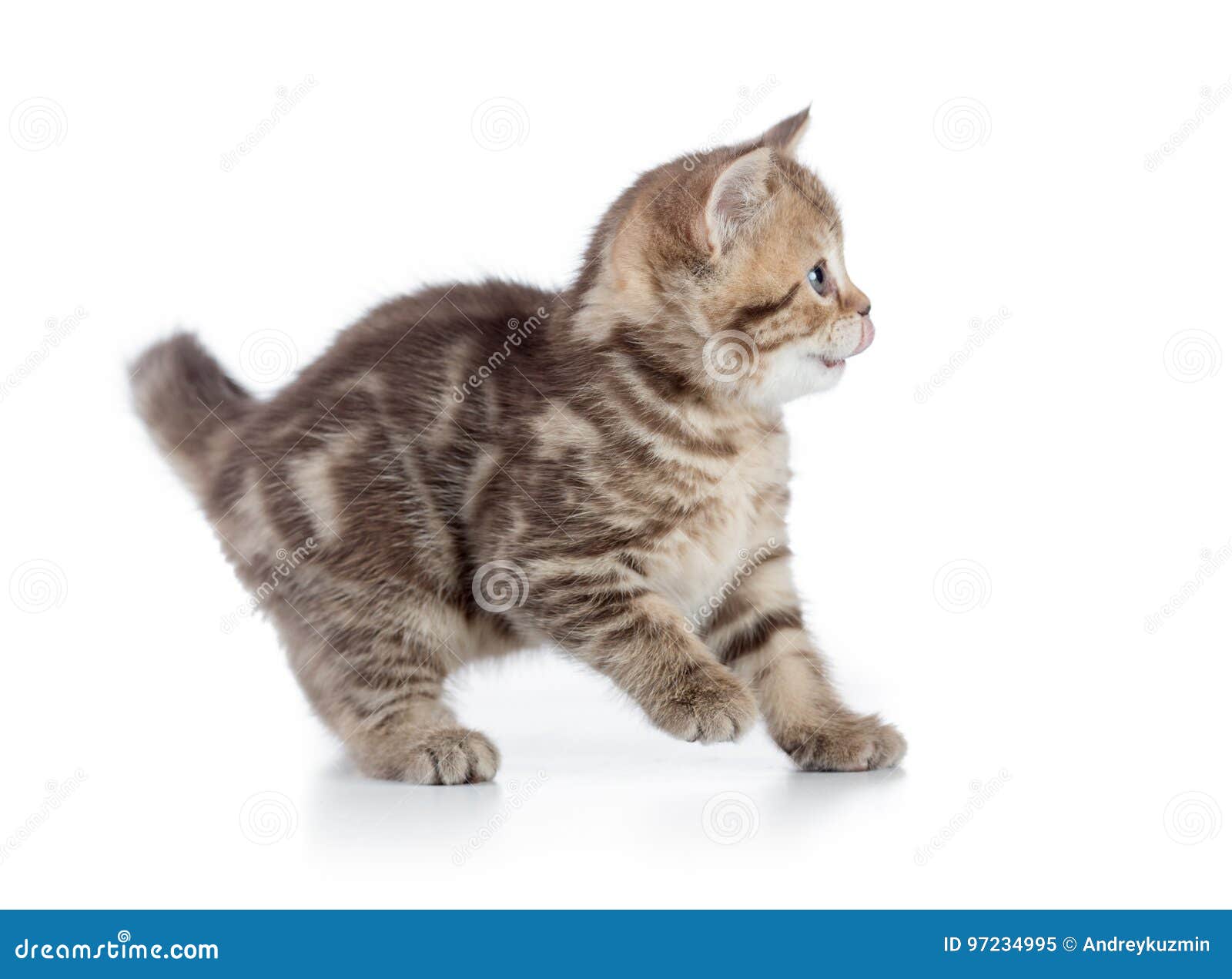 Frightened Kitten Cat Side View Stock Image - Image of domestic, kitty ...