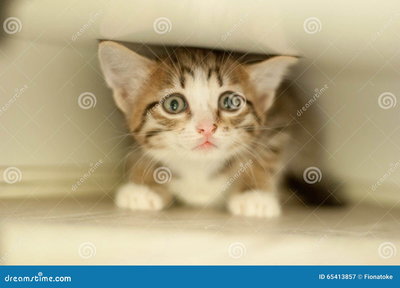 Frightened kitten hiding stock image. Image of excited - 65413857