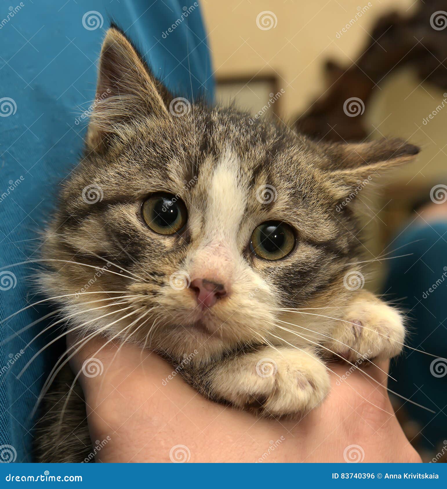 Frightened kitten stock photo. Image of feline, girl - 83740396