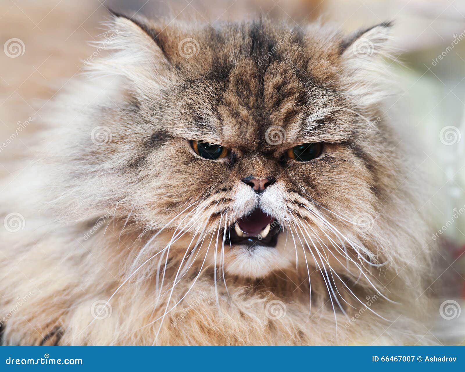 Frightened Kitten Lying in Front. Stock Image - Image of fierce, animal ...