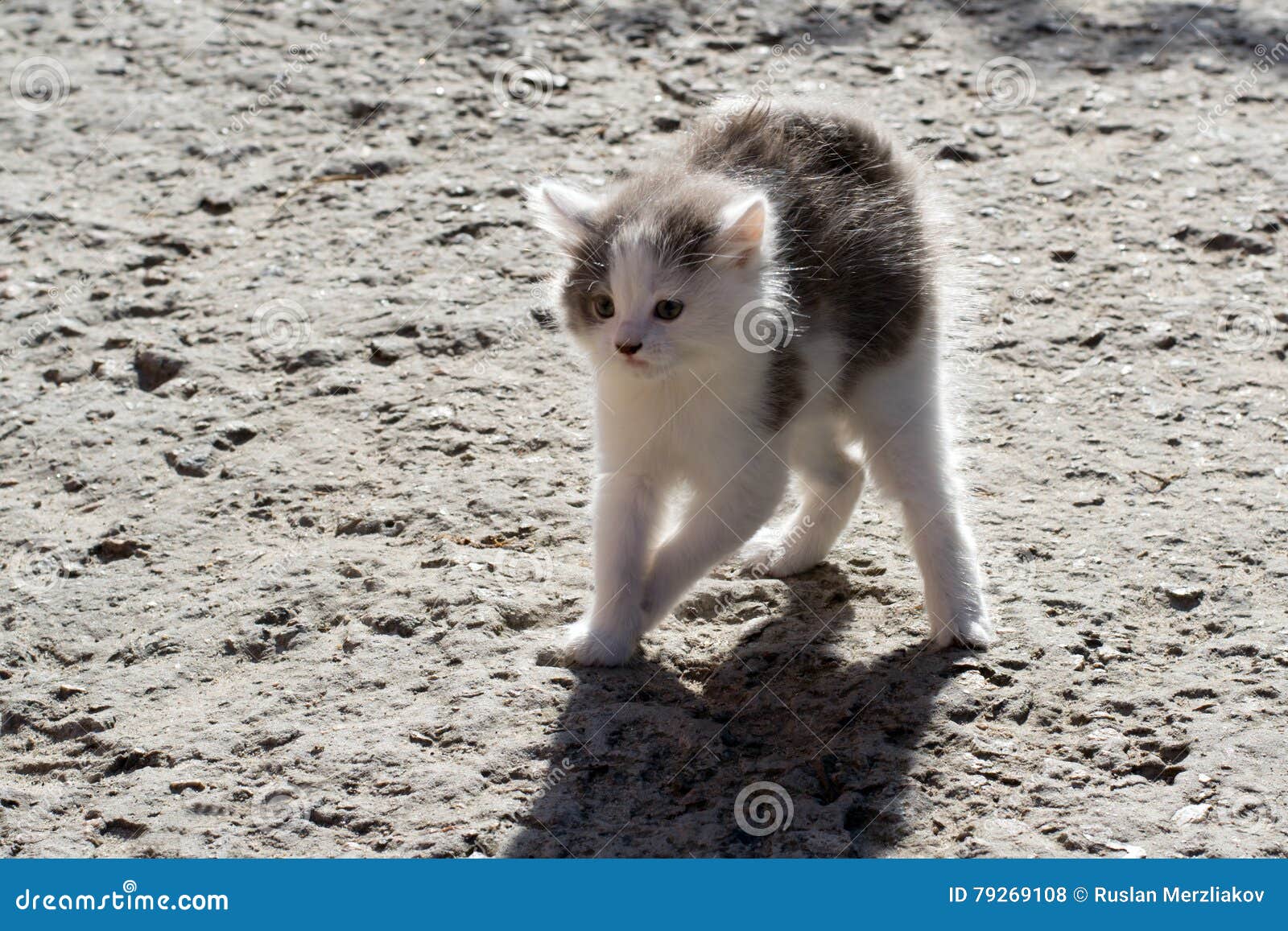 Frightened kitten stock photo. Image of shorthair, hissing - 79269108
