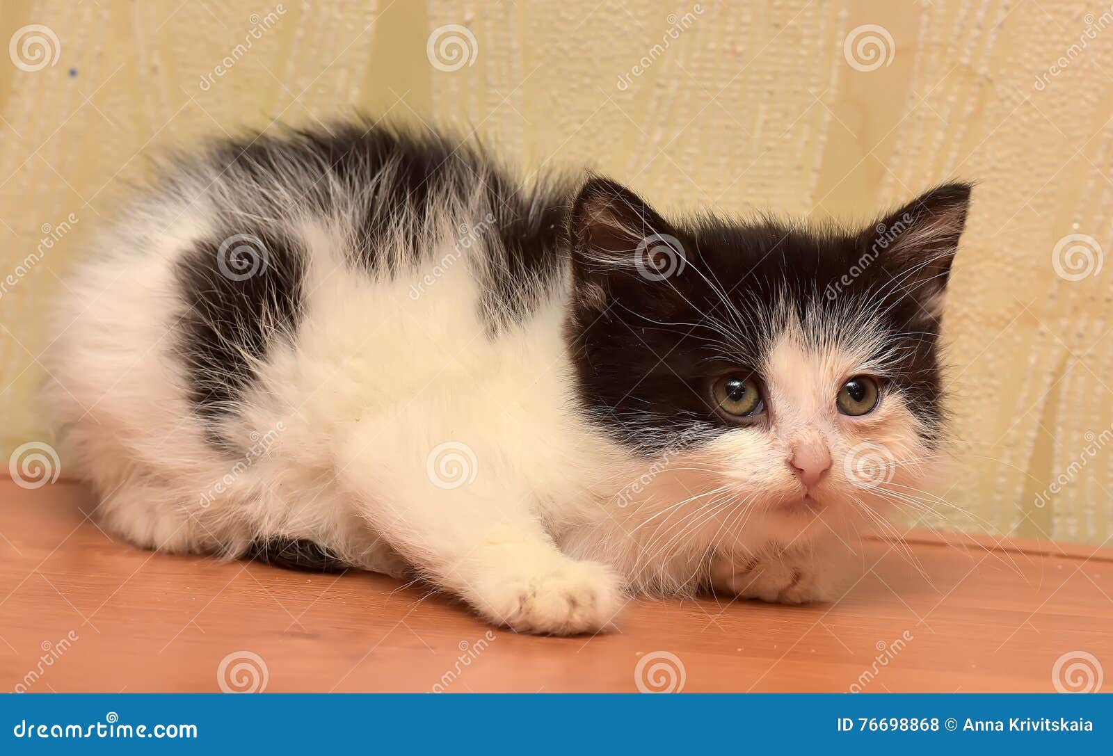 Frightened kitten stock photo. Image of crouch, fluffy - 76698868