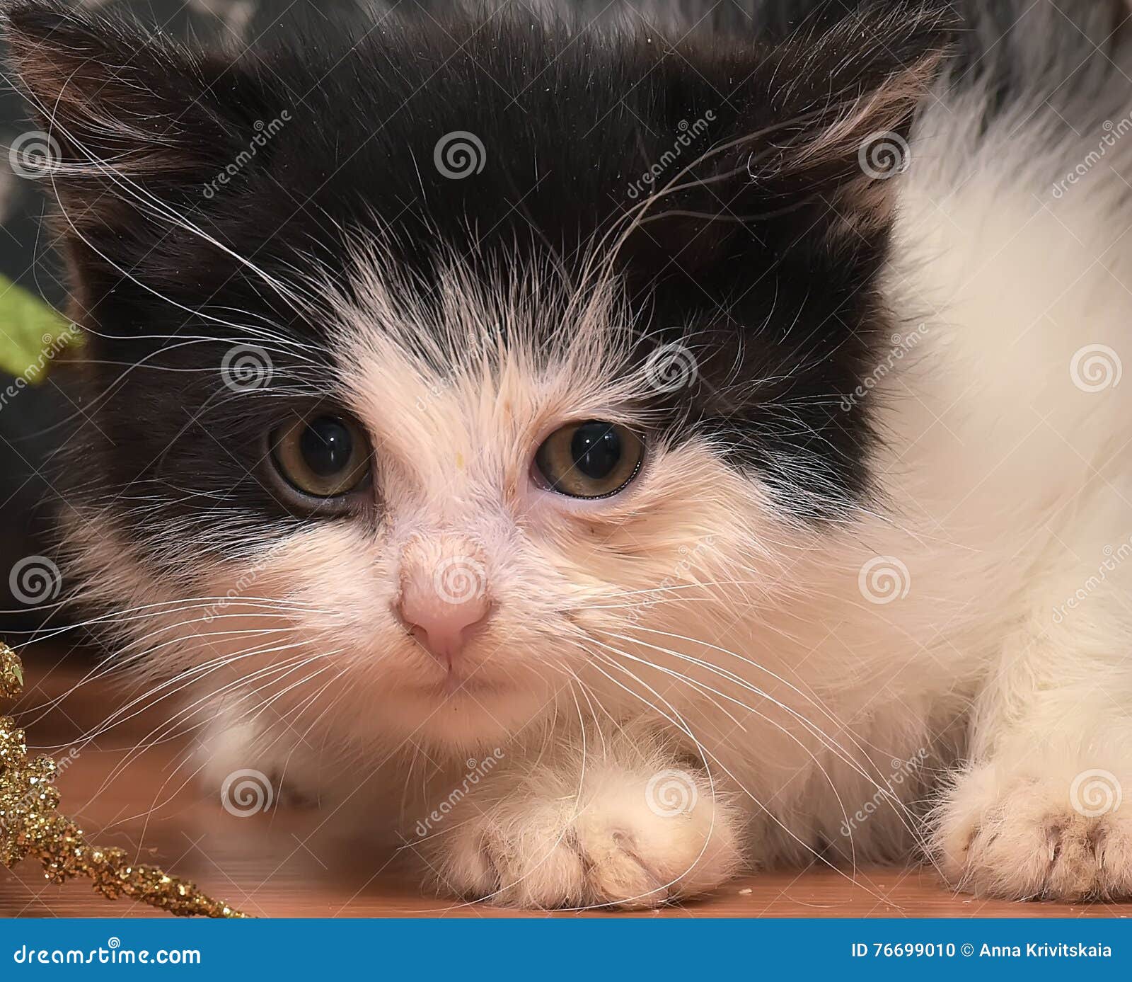 Frightened kitten stock photo. Image of short, funny - 76699010