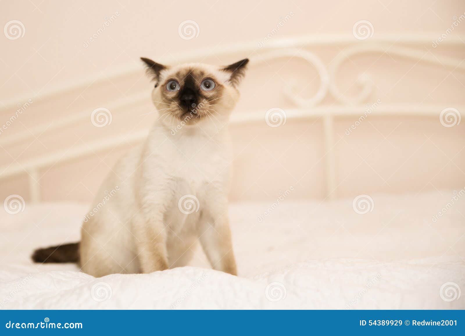 Frightened Kitten Sitting on the White Blanket Stock Image - Image of fluffy, play: 54389929