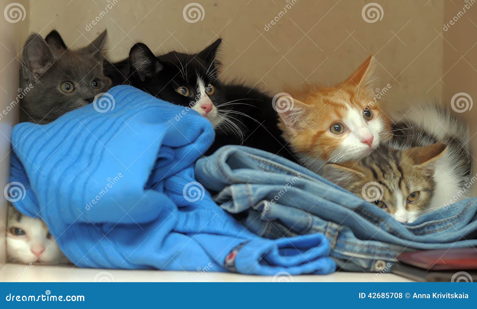 Frightened kittens hiding stock photo. Image of background - 42685708