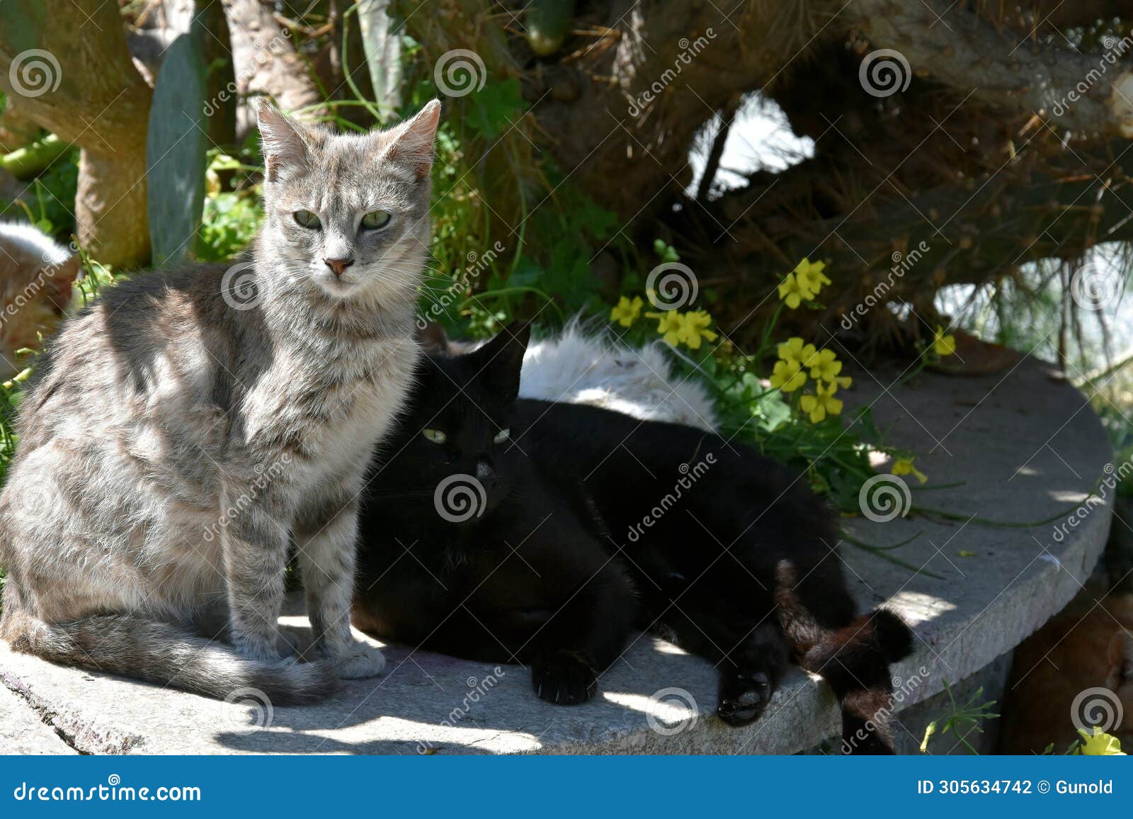 A Little Stray Kittens Sitting On A Street Near Of The Old Wall. Sad ...