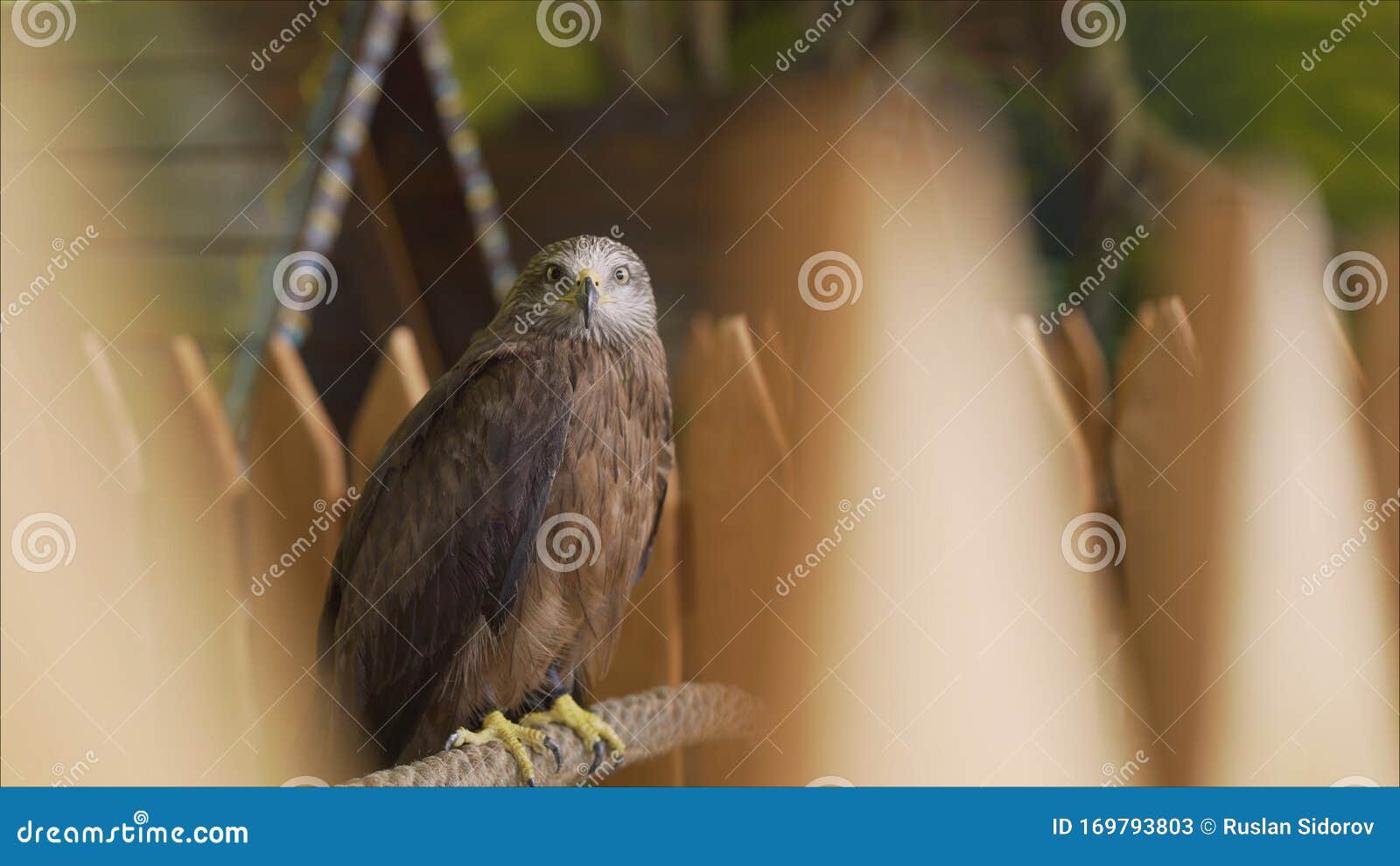 Frightened Look of a Falcon. Young Proud Falcon. Falcon at the Zoo ...