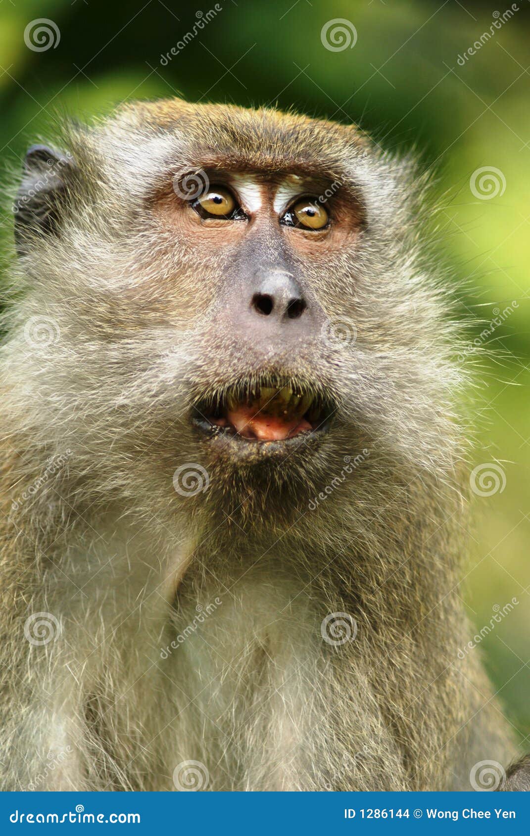 Frightened Monkey Expression Stock Photo - Image of dumbstruck ...