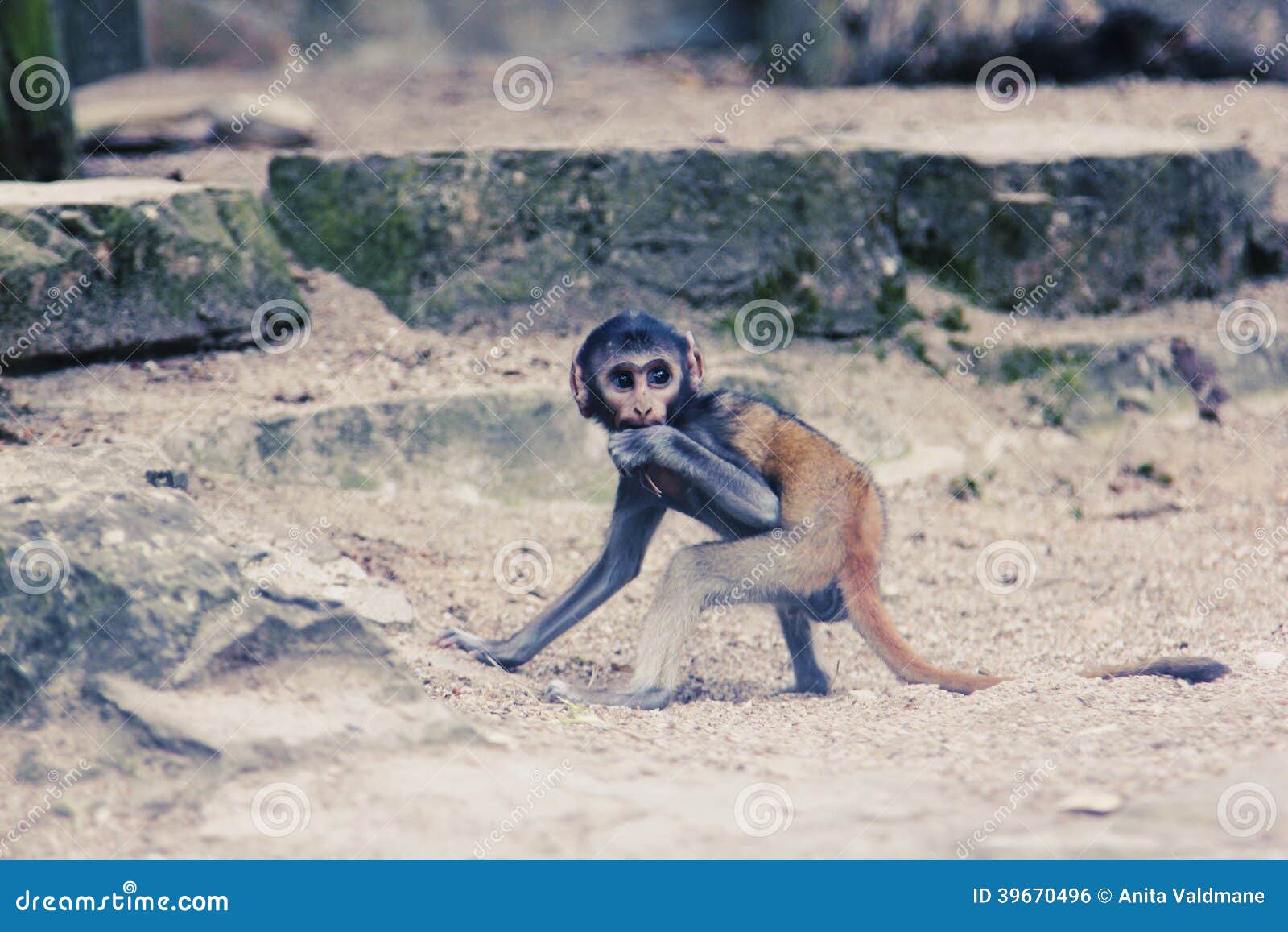 Frightened monkey stock photo. Image of primate, candy - 39670496