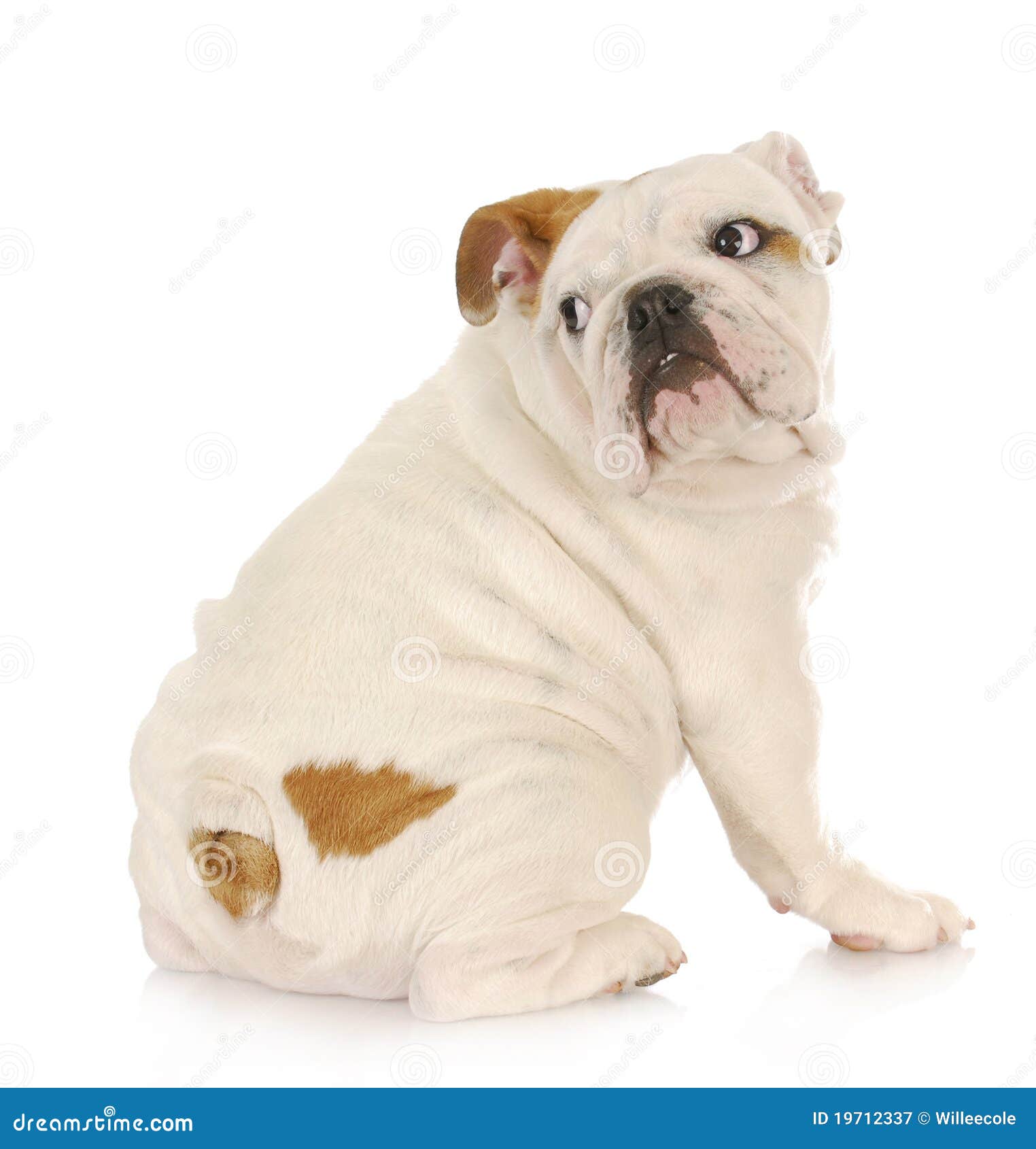 Frightened puppy stock image. Image of closeup, animal - 19712337