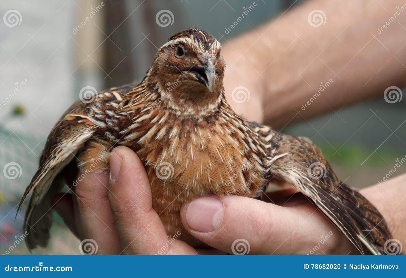 Frightened Quail in Human Hands Stock Photo - Image of background ...