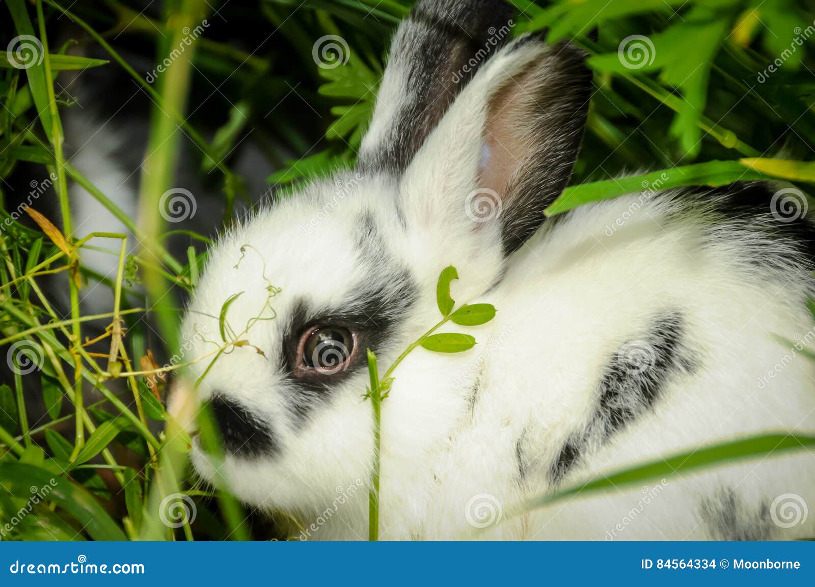 Frightened Rabbit stock photo. Image of fluffy, tame - 84564334