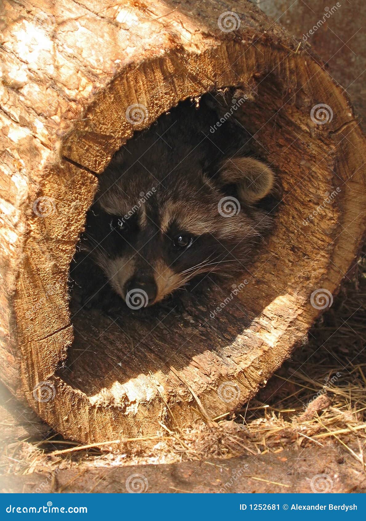 Frightened raccoon stock image. Image of forest, attraction - 1252681