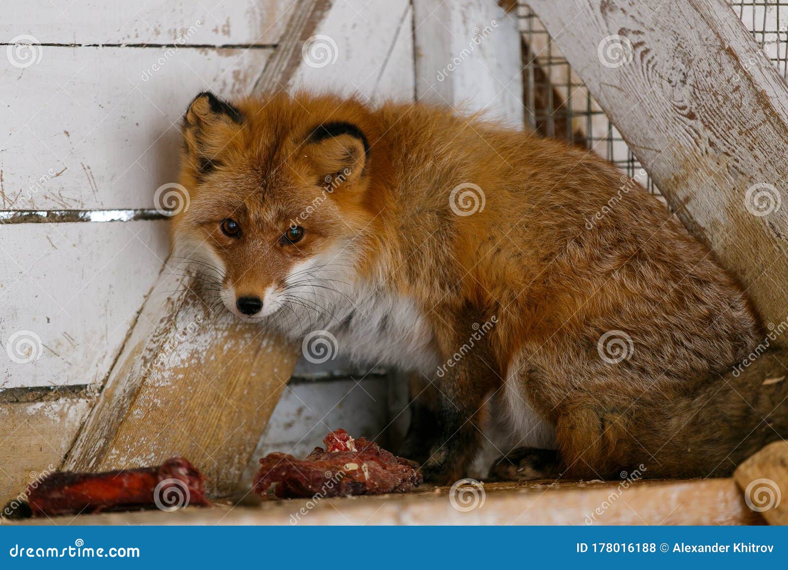 The Frightened Red Fox Clung To the Wall in the Cage. Stock Photo ...
