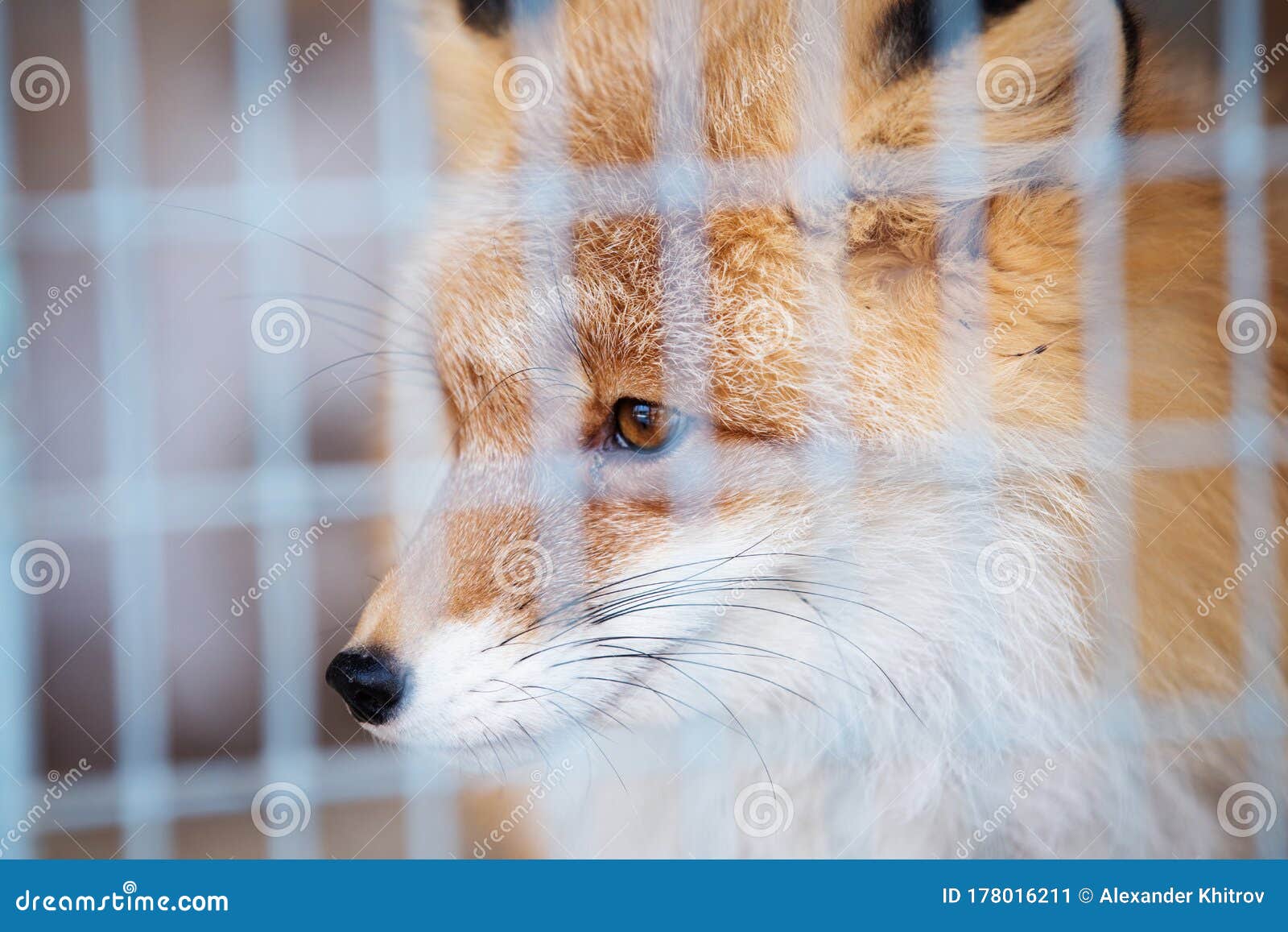 The Frightened Red Fox Clung To the Wall in the Cage. Stock Image ...