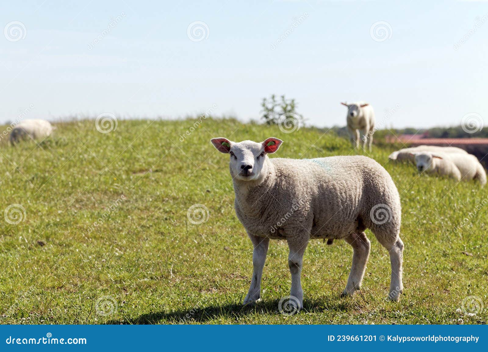 Frightened Sheep Looking at the Camera Stock Image - Image of domestic ...