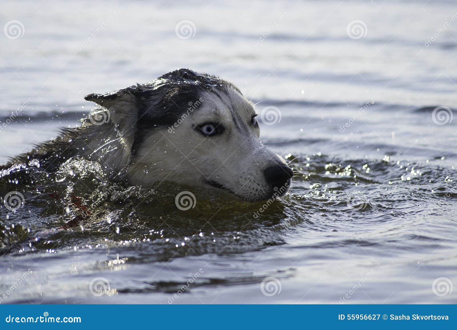 Frightened swimmer Huskies stock image. Image of back - 55956627