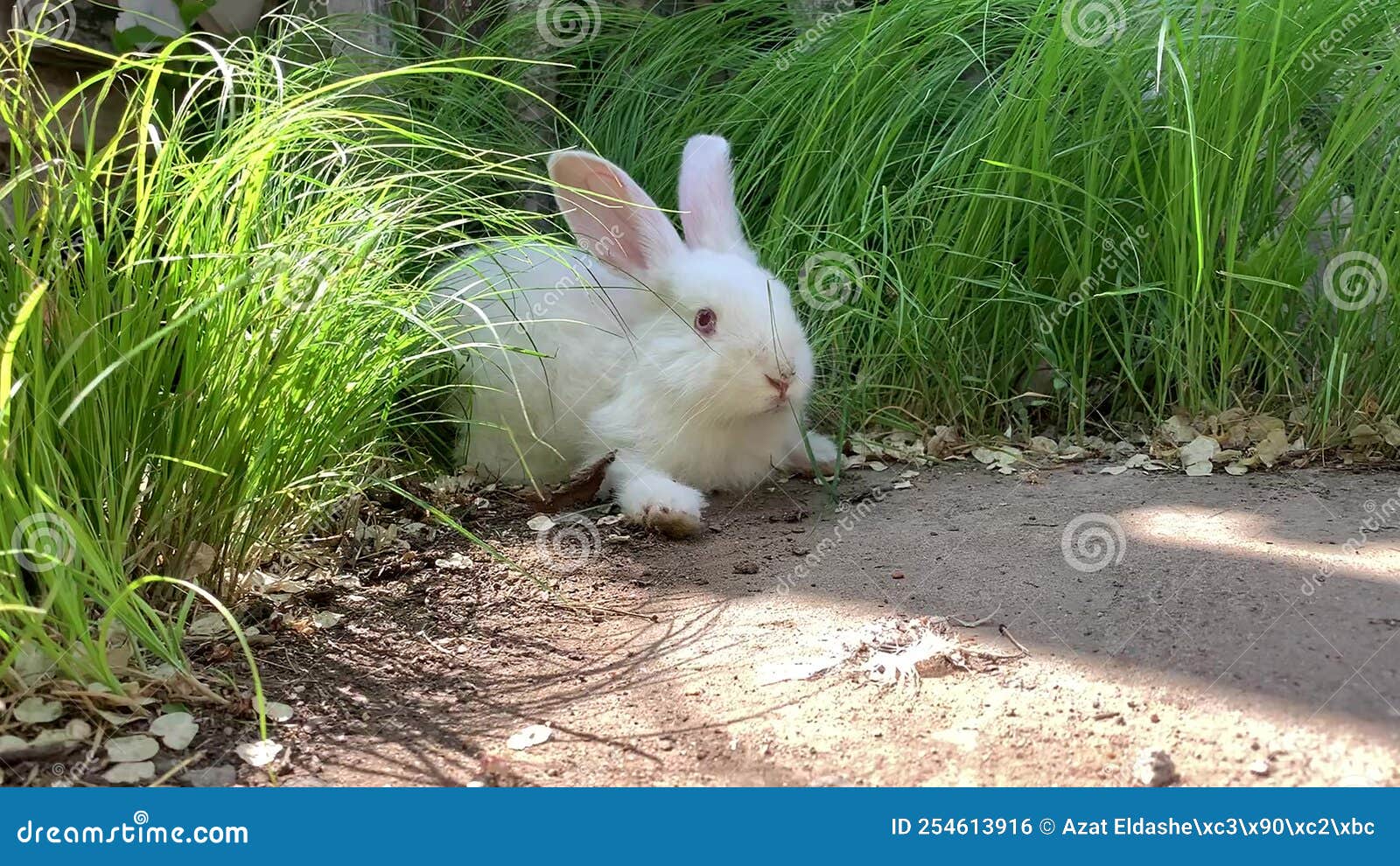 A Frightened White Rabbit in the Green Grass Stock Photo - Image of ...