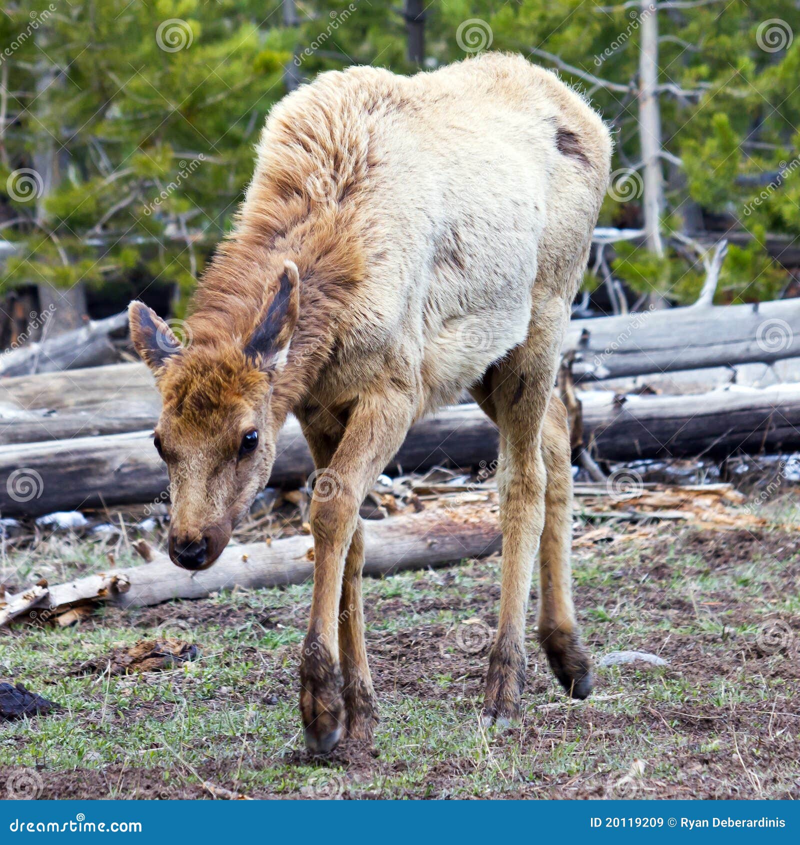 Frightened Young Elk in Yellowstone NP Stock Image - Image of pool ...